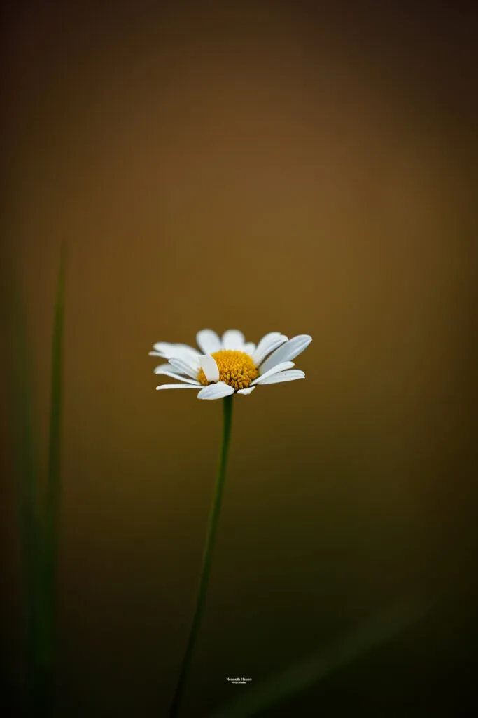 Bestul Jakthus – Prestekrager — Hauen.Media